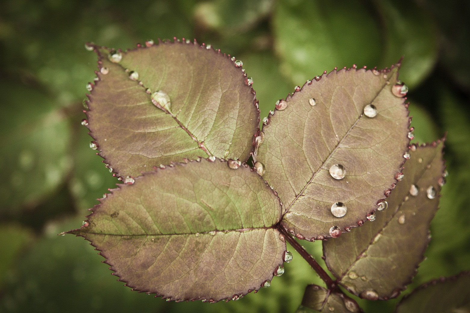 Christopher Tong's Portfolio